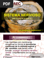 Conducto Ependimario | PDF | Sistema nervioso central | Anatomía humana
