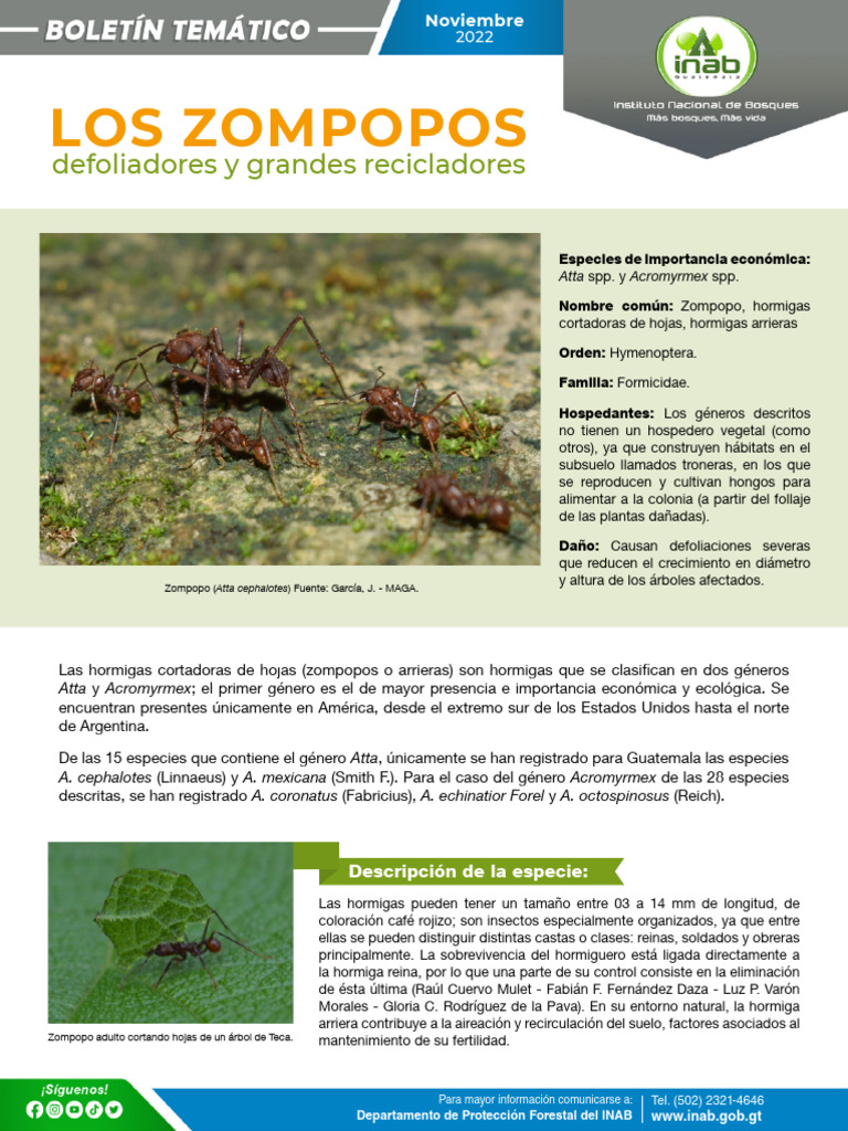 Zompopos: Impacto y Control en Bosques | PDF | Hormiga | Arboles