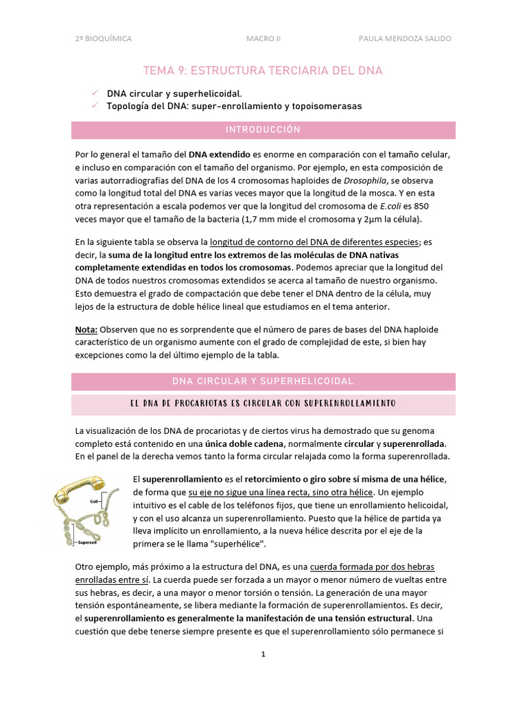 Tema 9 Macro | PDF | Adn | Cromosoma
