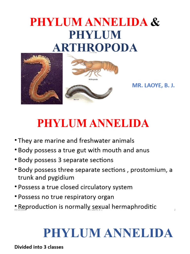 Phylum Annelida and Arthropoda | PDF | Zoology | Arthropods