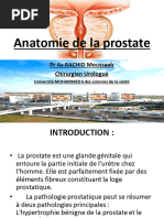 Prostate | PDF | Prostate | Anatomie