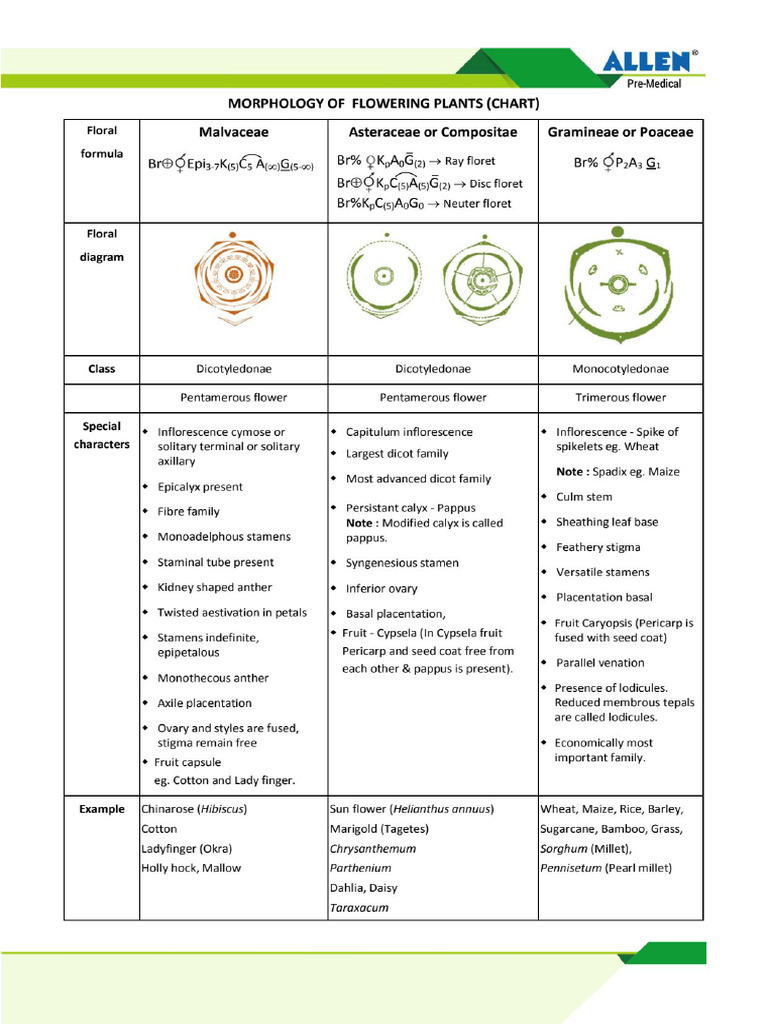 Morphology_Chart-Eng | PDF