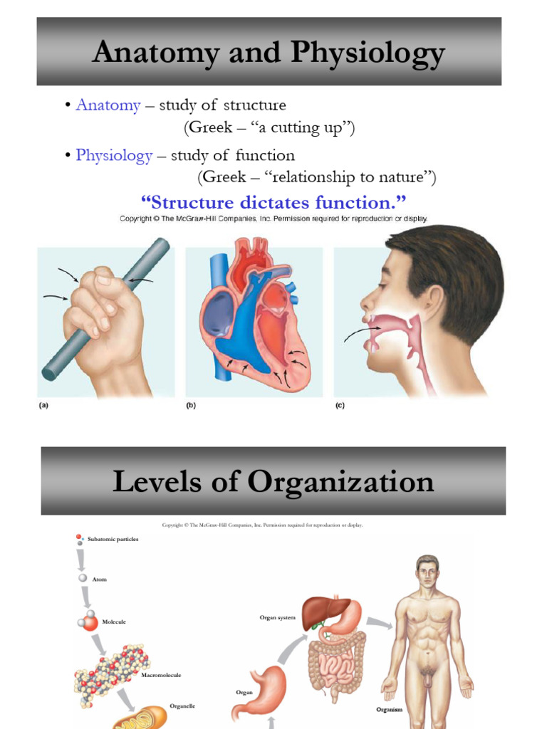 Human Physiology Reading Materials Pdf Homeostasis Human Body