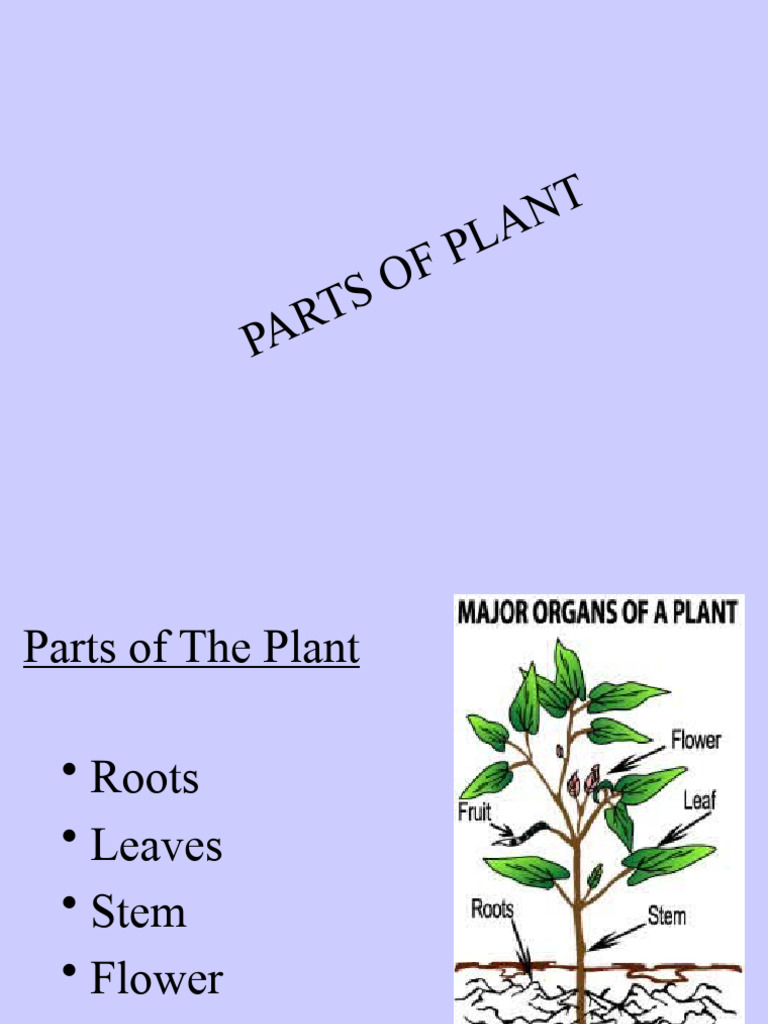 Plant Parts (Modified) | PDF | Leaf | Root