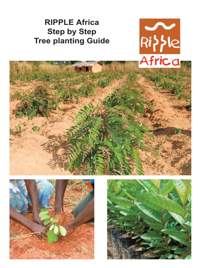 RIPPLE Africa Step by Step Tree Planting Guide | PDF | Sowing | Trees