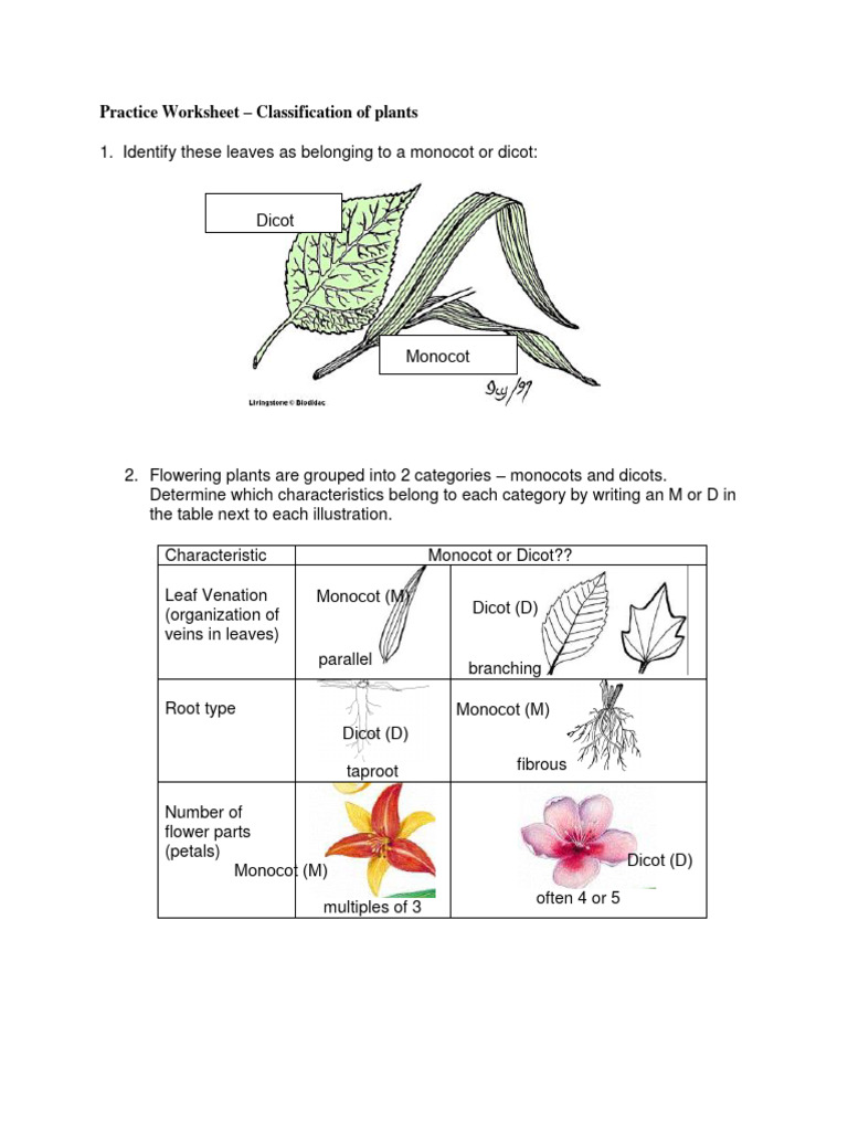 Practice Worksheet Classification of Plants-1 (2) (1) | PDF