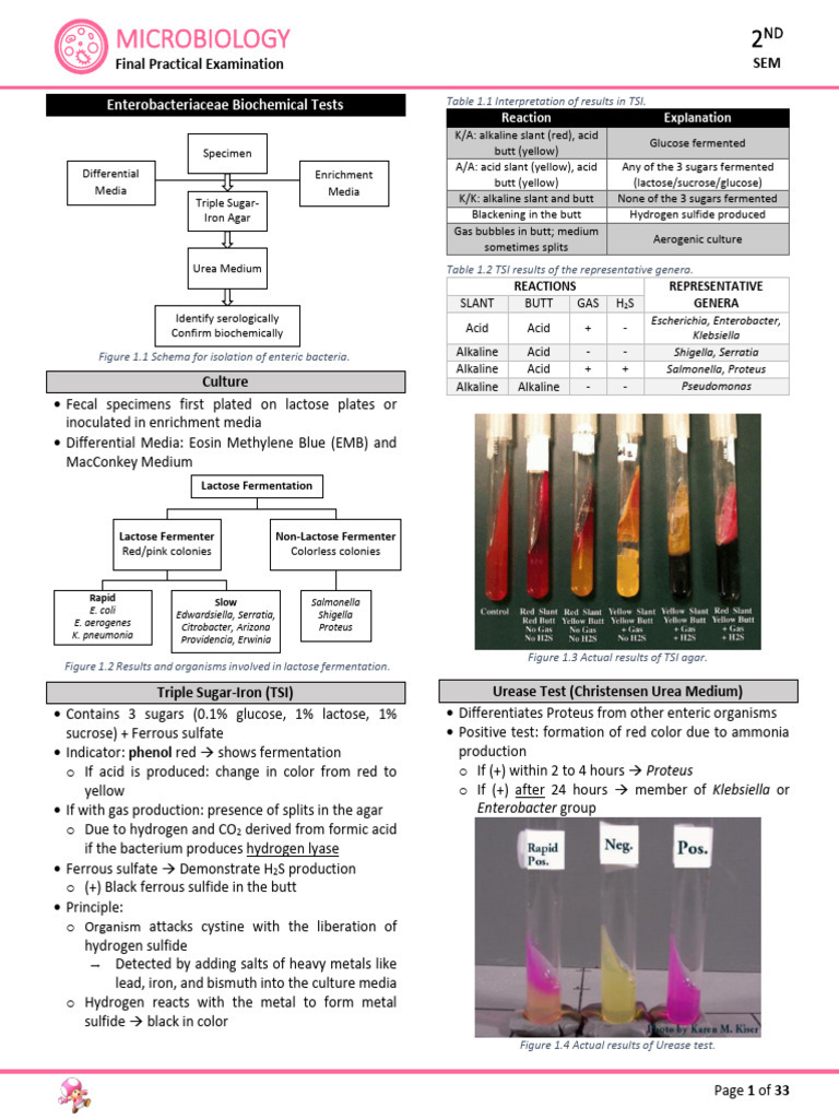 MICRO 2nd Sem FINAL Practical Exam All 2nd Sem Topics 1 | PDF ...
