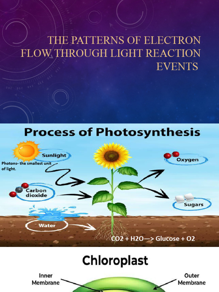 The Patterns of Electron Flow Through Light Reaction Events | Download ...