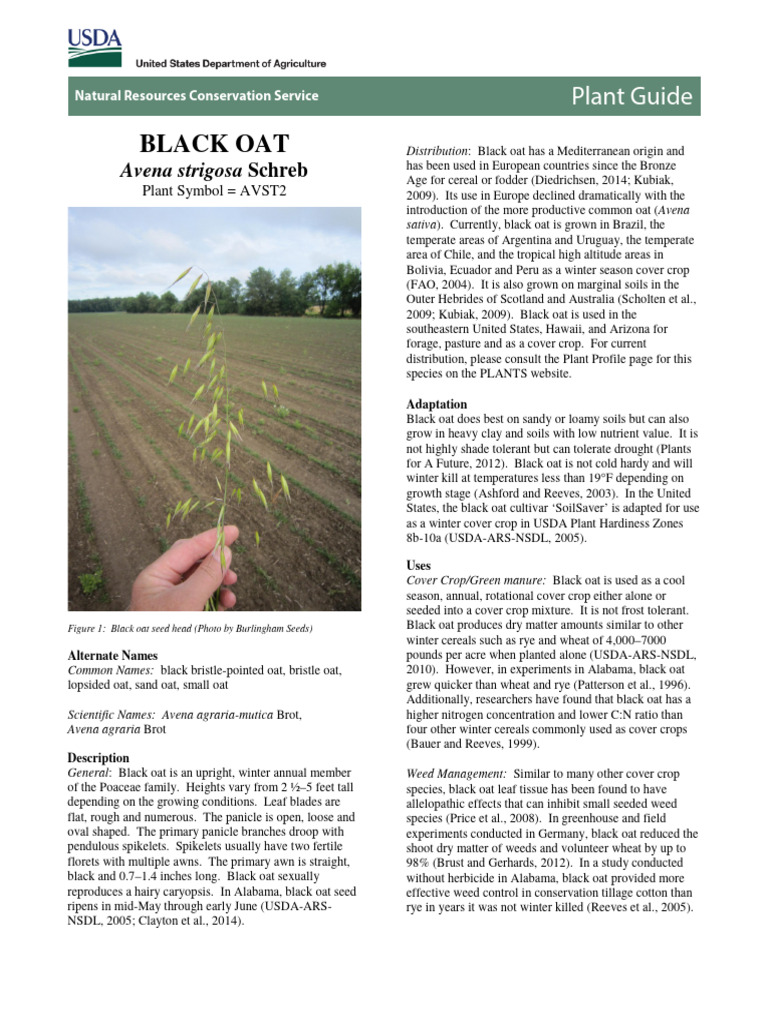 Black Oats - USDA Plant Guide | PDF | Oat | Weed