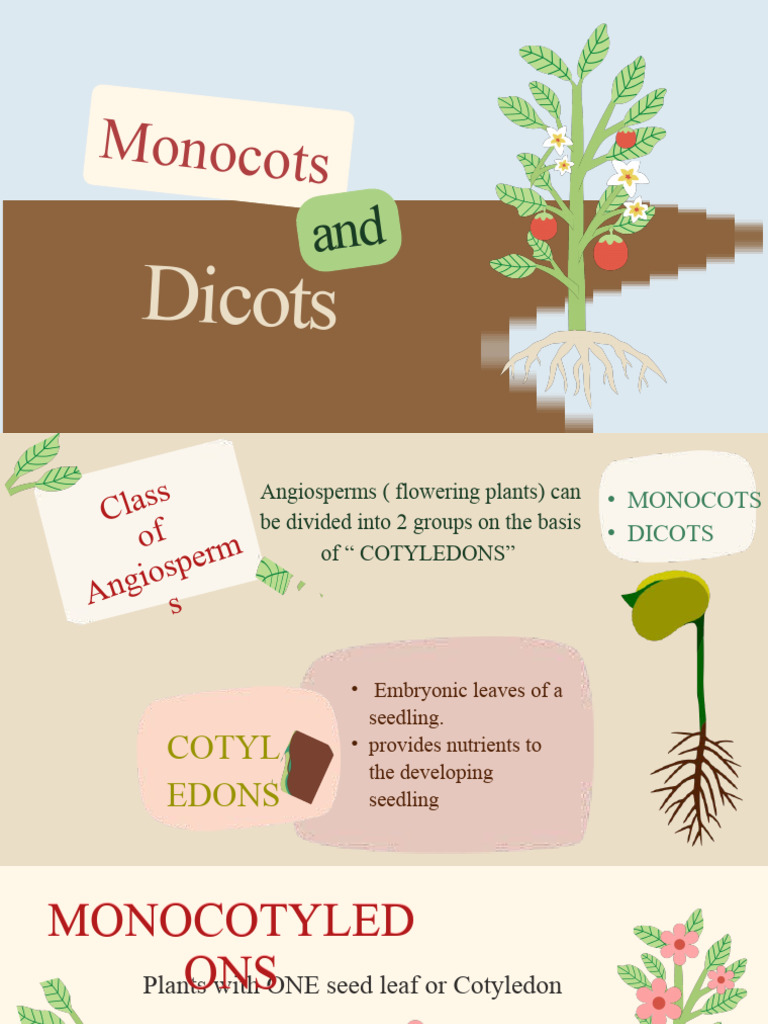 Monocots | PDF