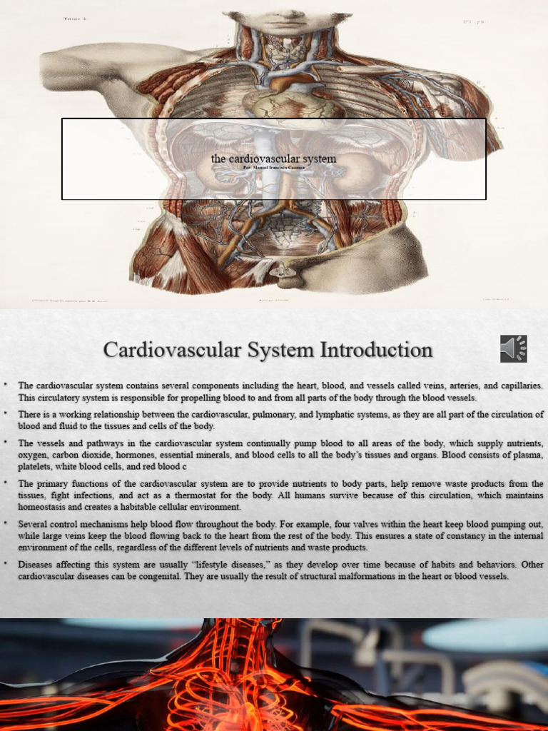 The CardioVascular System | PDF | Circulatory System | Heart