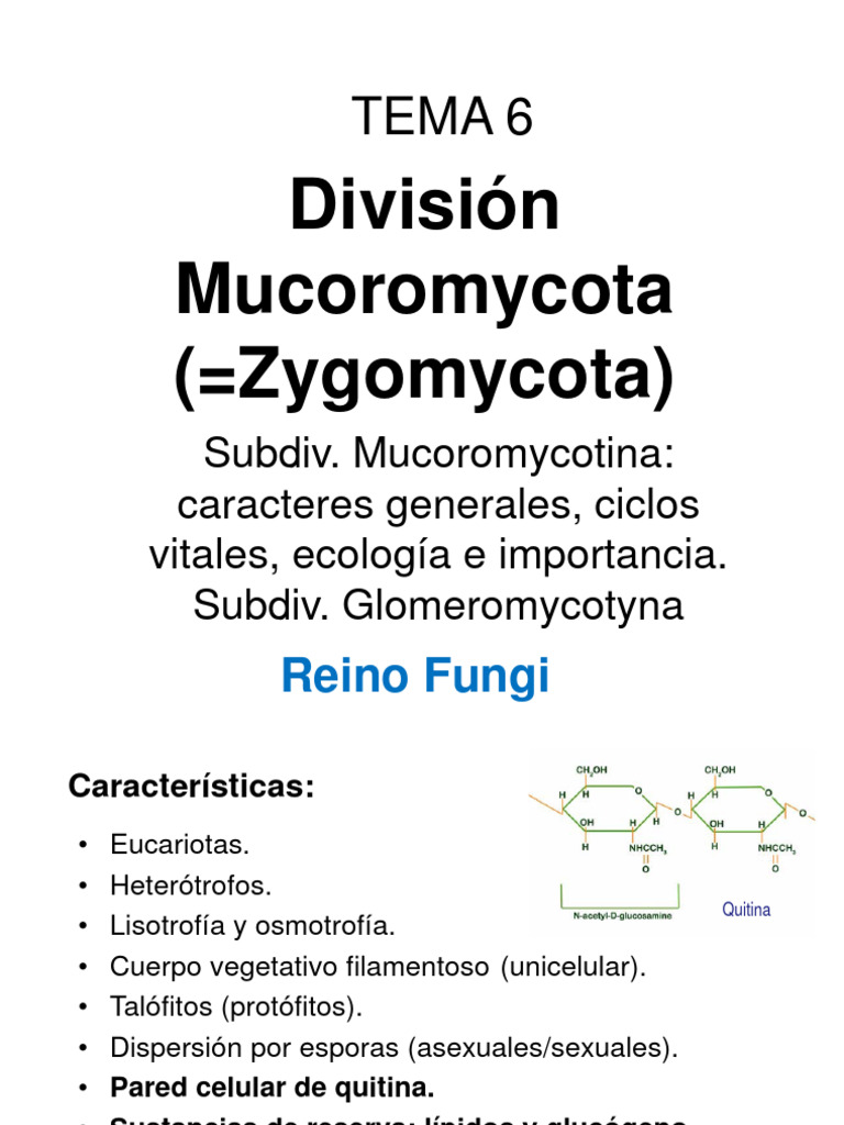 Tema6 Mucoromycota | PDF | Hongo | Espora