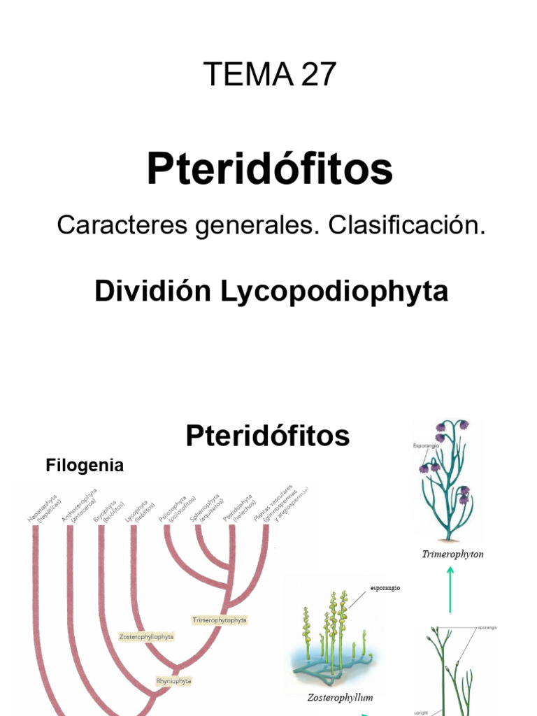 Introducción a los Pteridófitos | PDF | Plantas | Morfología Vegetal