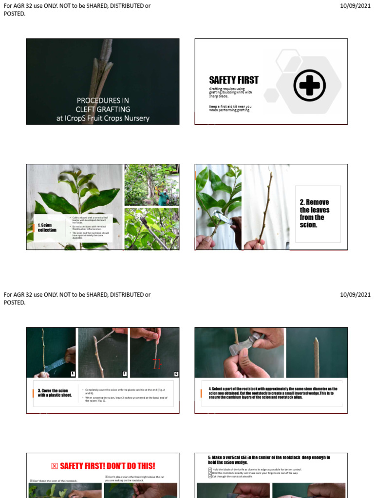 Exer 1_Procedures in Cleft Grafting | PDF | Grafting | Plant Reproduction
