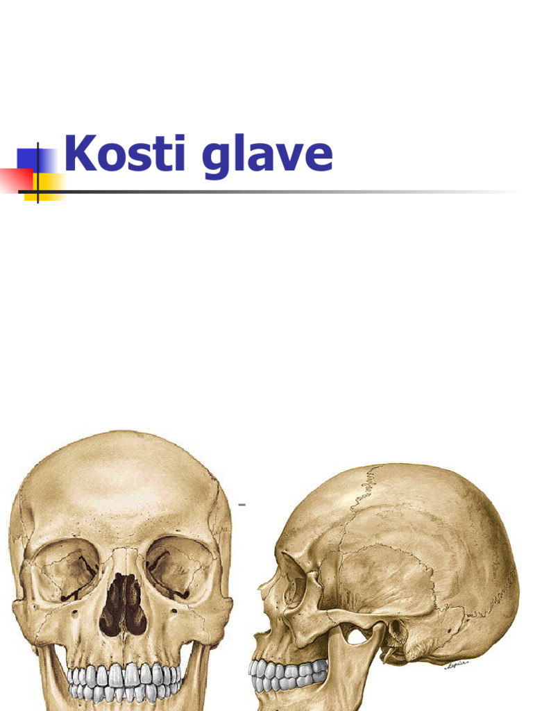 3 Kosti Glave | PDF