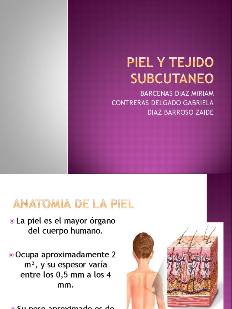Piel y Tejido Subcutaneo | PDF | Piel | Anatomía