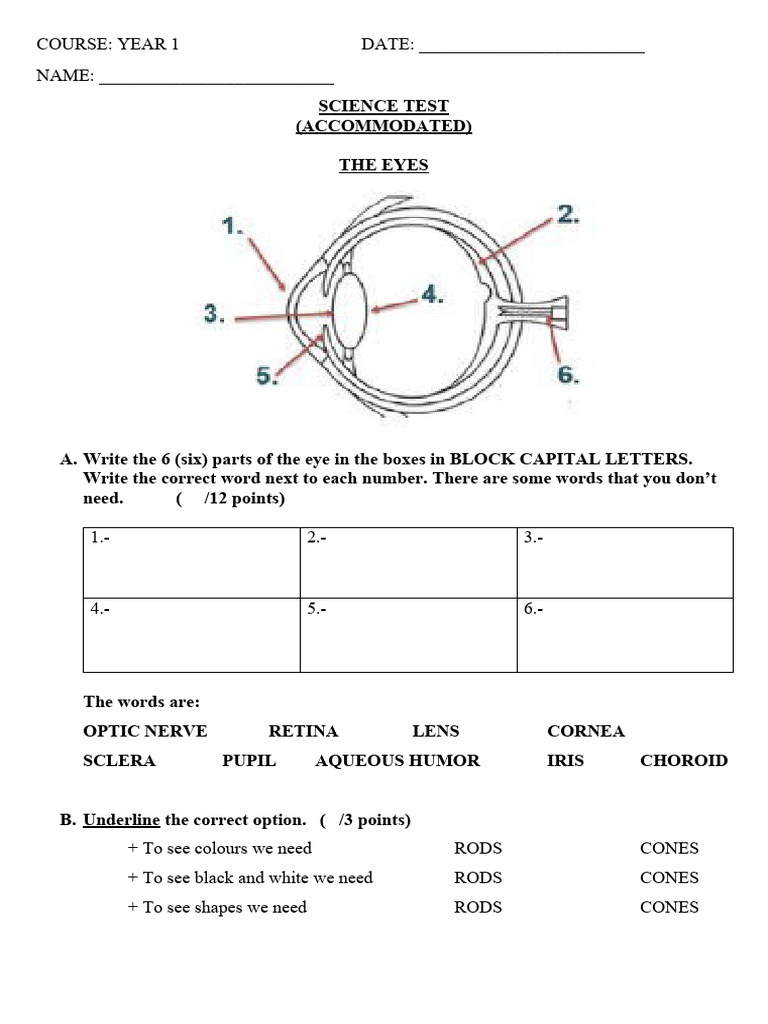 Year 1 Science Test: The Eyes | PDF