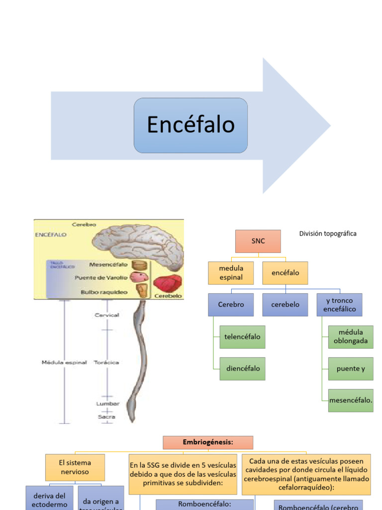 Encefalo y Tronco Encefalico | PDF | Cerebro | Cerebelo