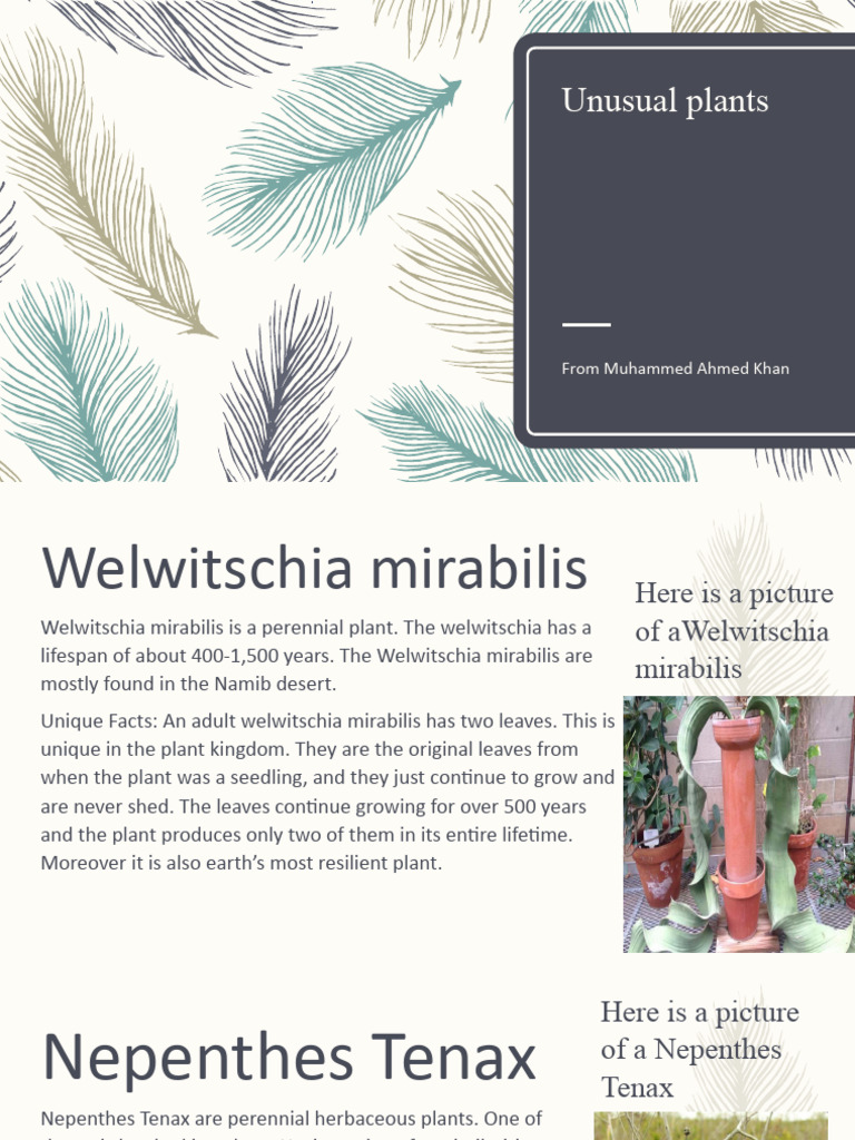 Rare and Unusual Plants Explained | PDF