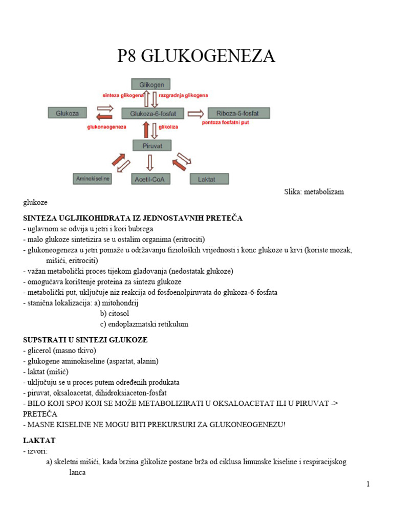 P8 Glukogeneza | PDF