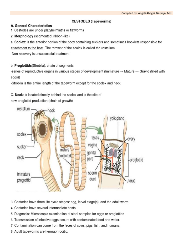CESTODES (Tapeworms) | PDF | Microbiology | Medical Specialties