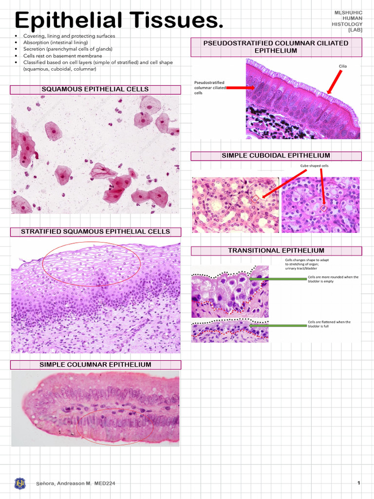 MLSHUHIL - Histology Midterm | PDF | Epithelium | Tissue (Biology)