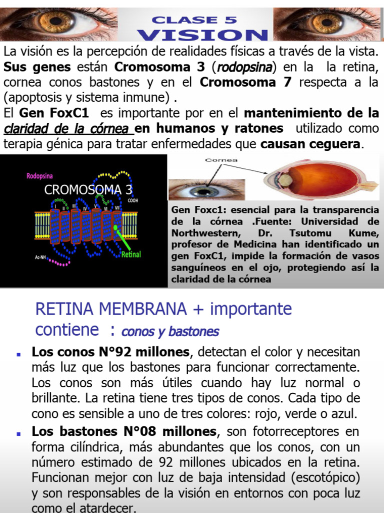5 Clase Vision 2023-1 DRA MONTERO | PDF | Percepción visual | Ojo humano