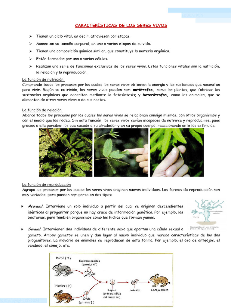 Ficha - Conocemos las características de los seres vivos y su composición - CYT - 1°_025635 ...