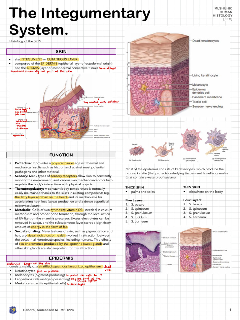 MLSHUHIC - Lesson 3_The Integumentary System | PDF | Skin ...
