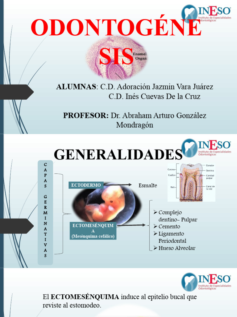 Odontogenesis 2° | PDF | Biología | Tejido (biología)