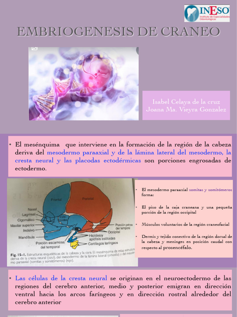 Embriogenesis de Craneo 1 | PDF | Cráneo | Anatomía