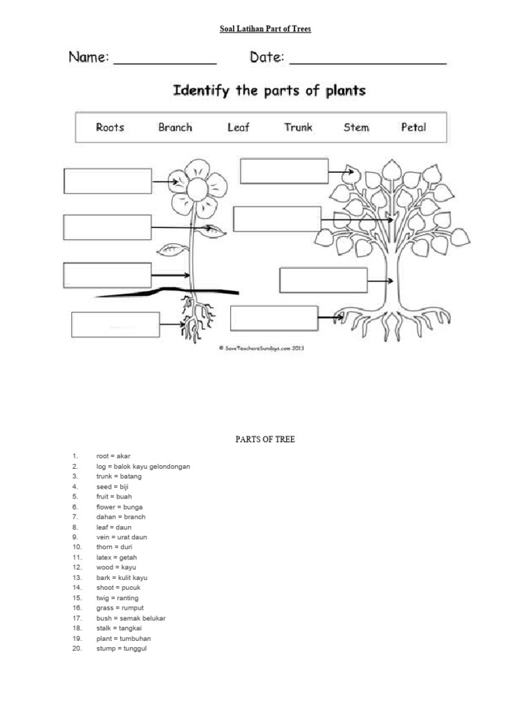 Parts of Trees Worksheet for Kids | PDF