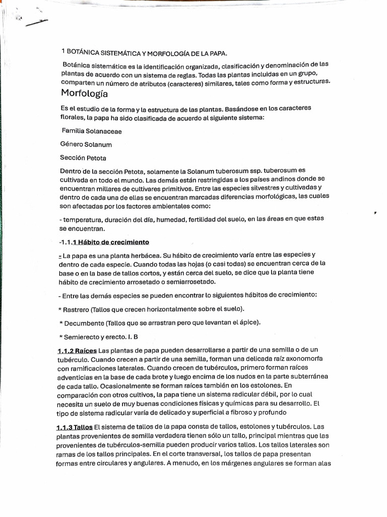 Morfología de La Papa | PDF | Tallo de la planta | Patata