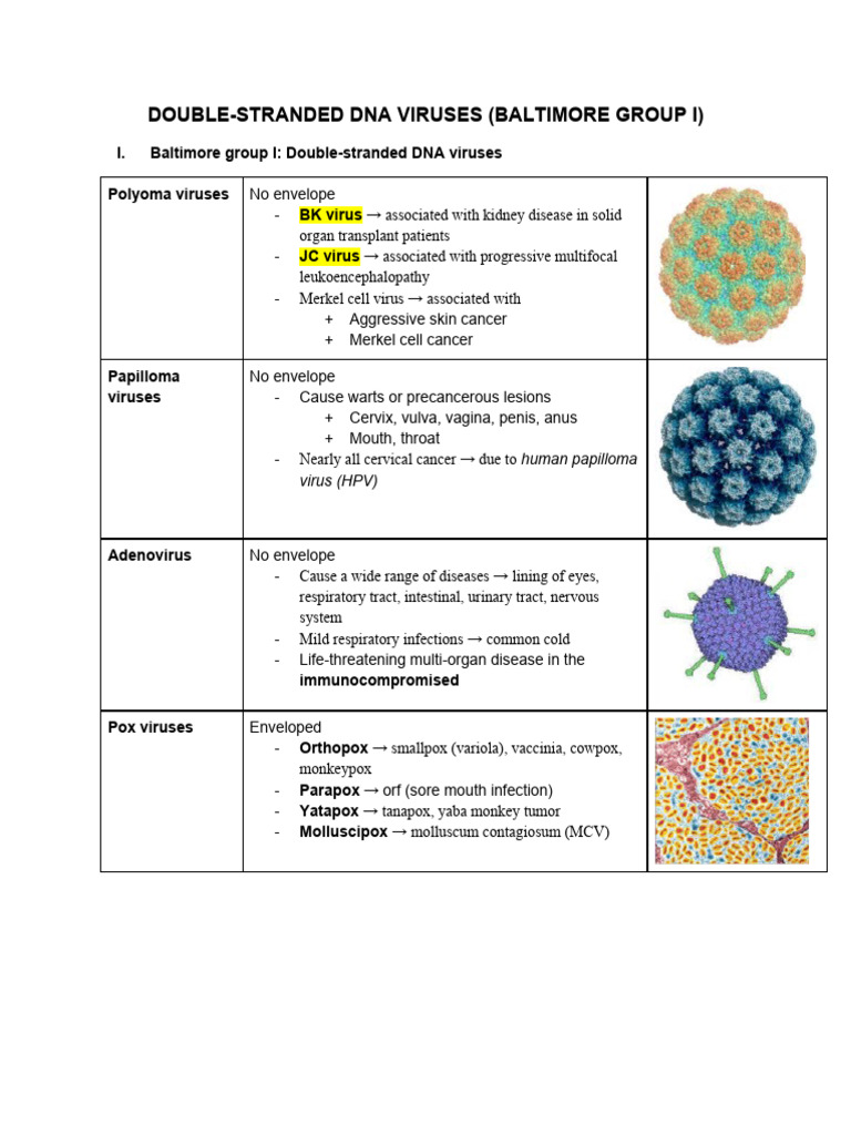 Double-Stranded DNA Viruses | PDF | Virus | Infection