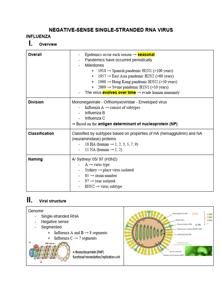 Negative-Sense Single-Stranded DNA Virus | PDF | Virus | Influenza