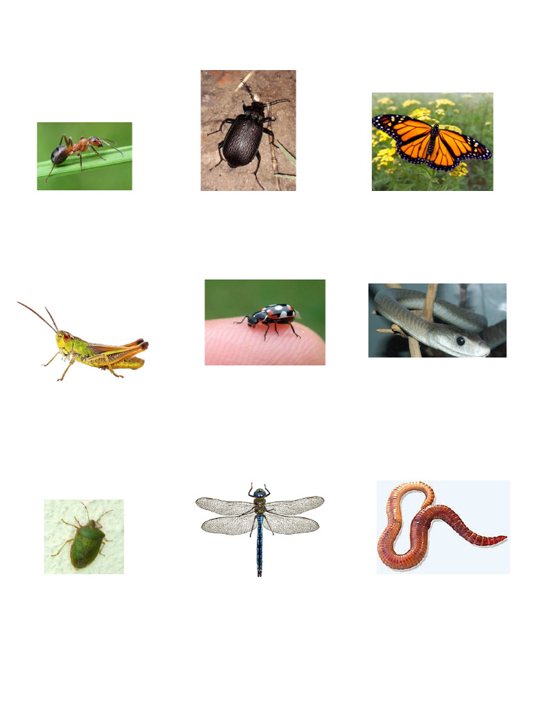 Imprimir Frascos | PDF