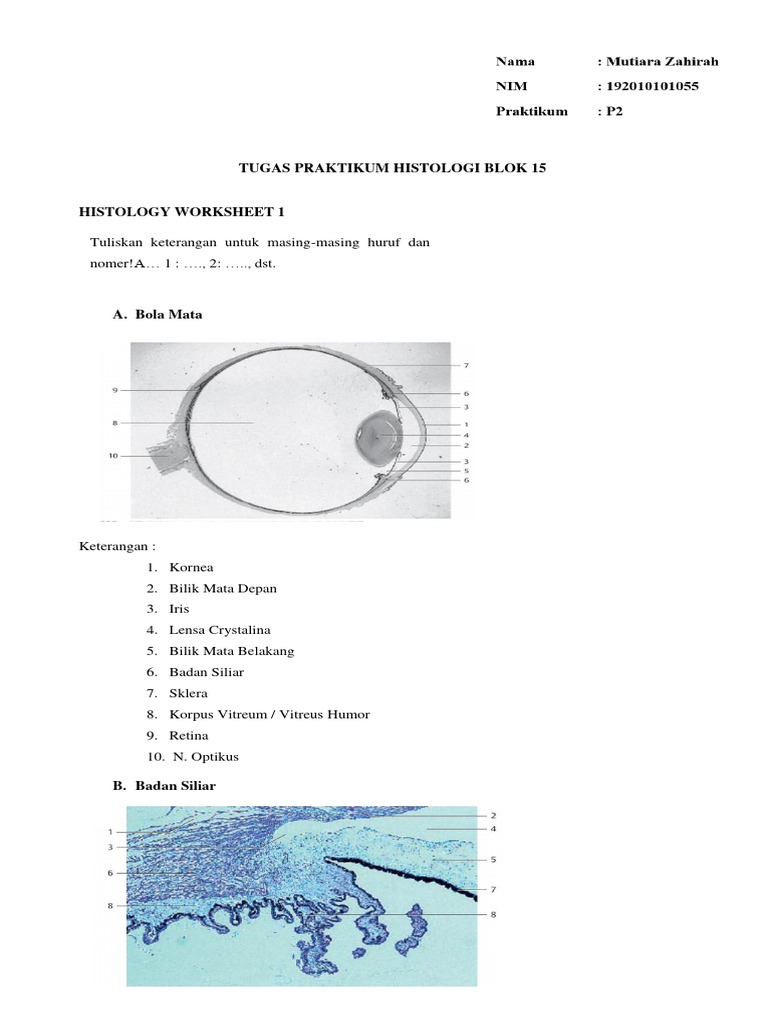 Histologi Scapus Pili dan Kulit | PDF