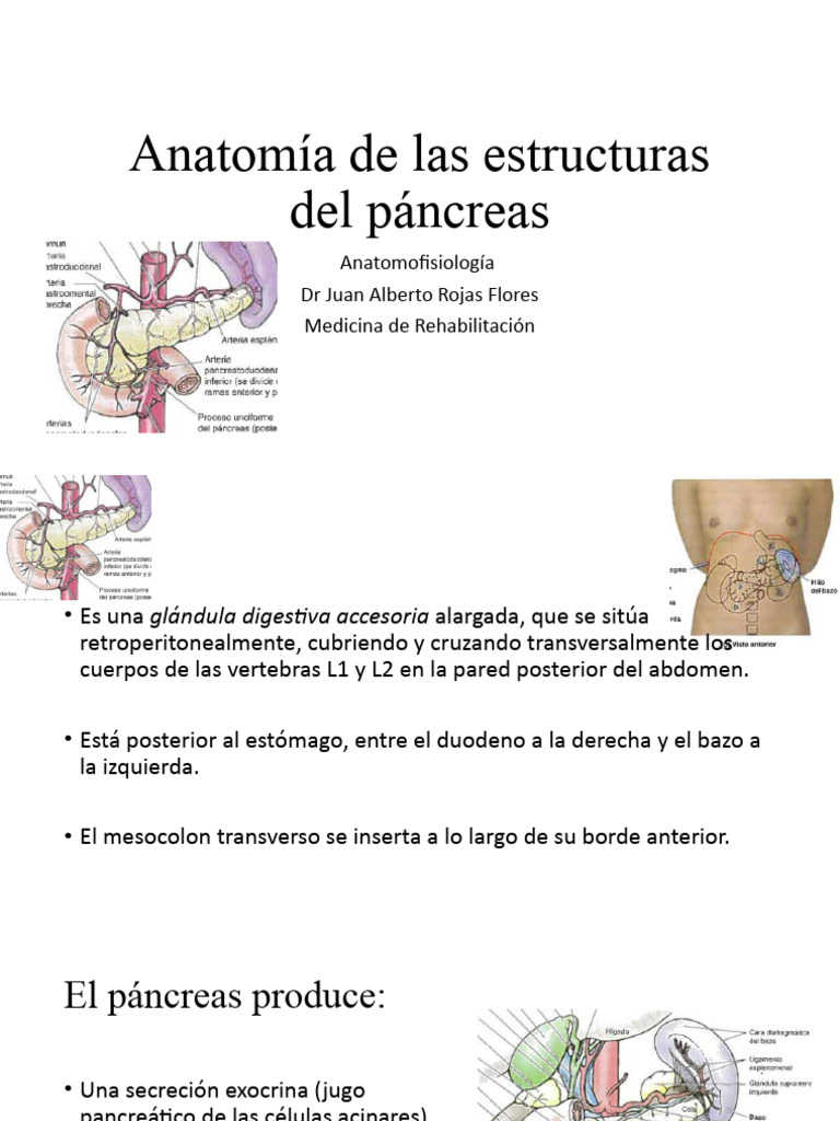 Anatomia de las estructuras del páncreas | PDF | Páncreas | Anatomía