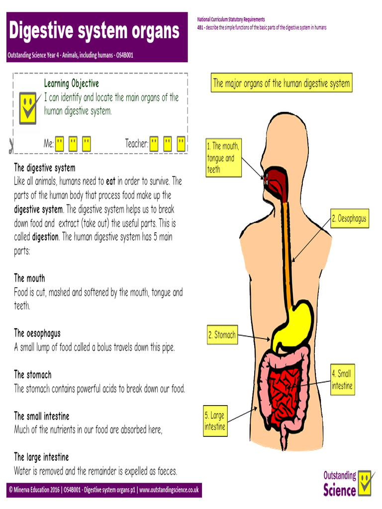 Digestive System Organs | PDF | Digestion | Gastrointestinal Tract