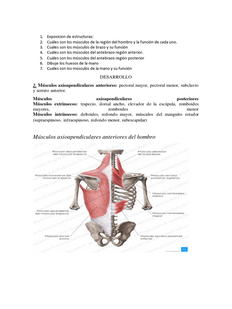 Taller Anatomia Parte Superior | PDF | Codo | Mano