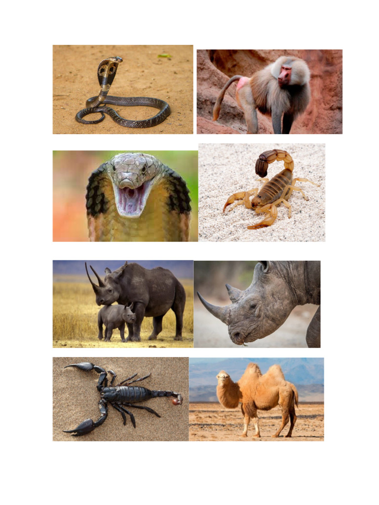 animales | PDF