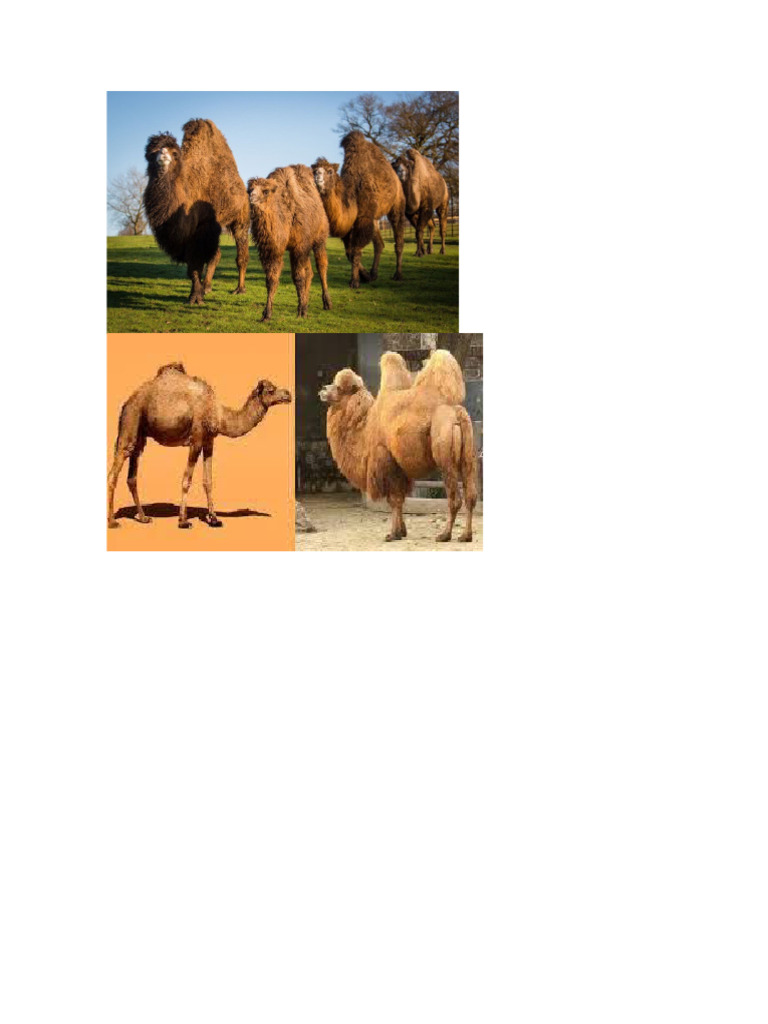 Camellos | PDF