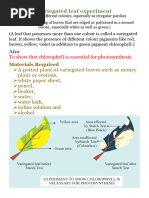 Testing Leaves for Starch | PDF | Photosynthesis | Leaf