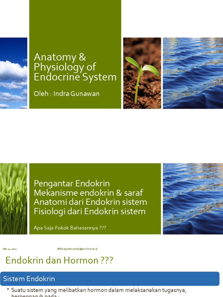 Anatomi & Fisiologi Sistem Endokrin | PDF