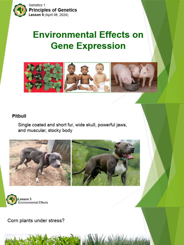 Environmental Effects on Gene Expression | PDF | Diabetes | Phenotype
