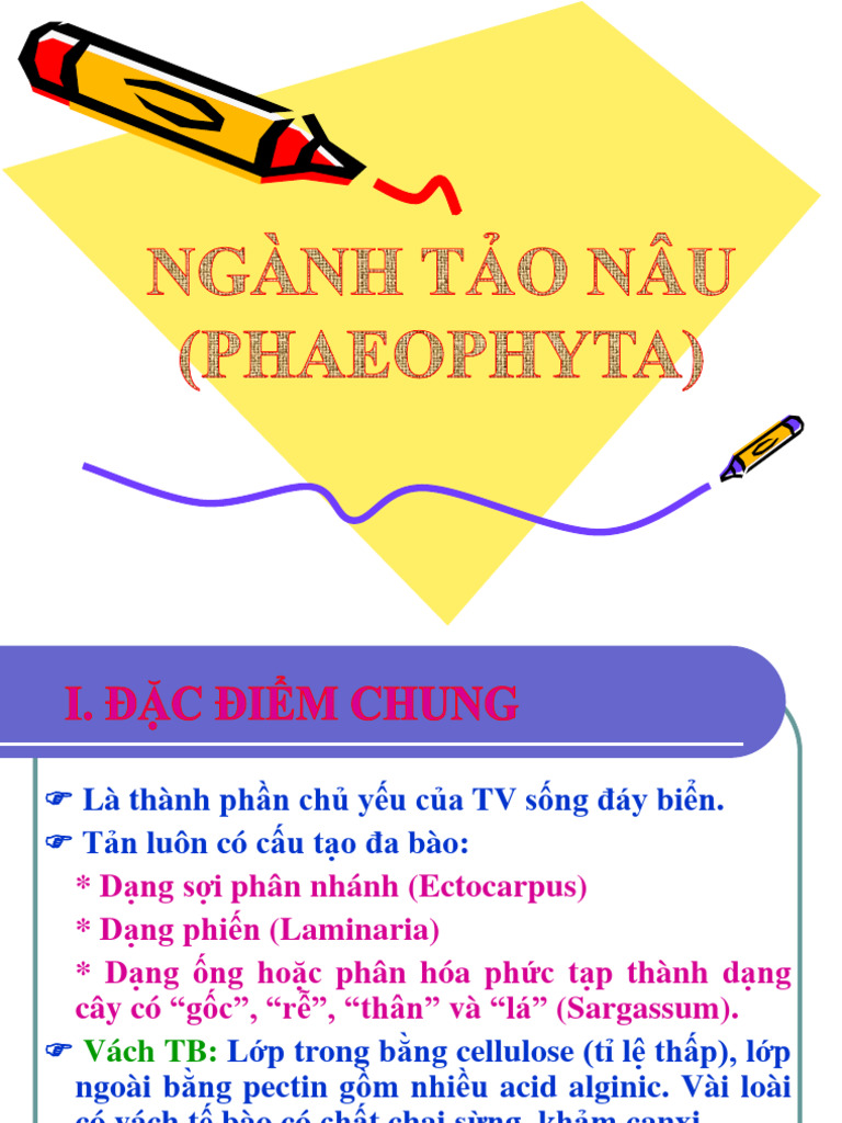 CHƯƠNG 4 - 2. Phaeophyta | PDF