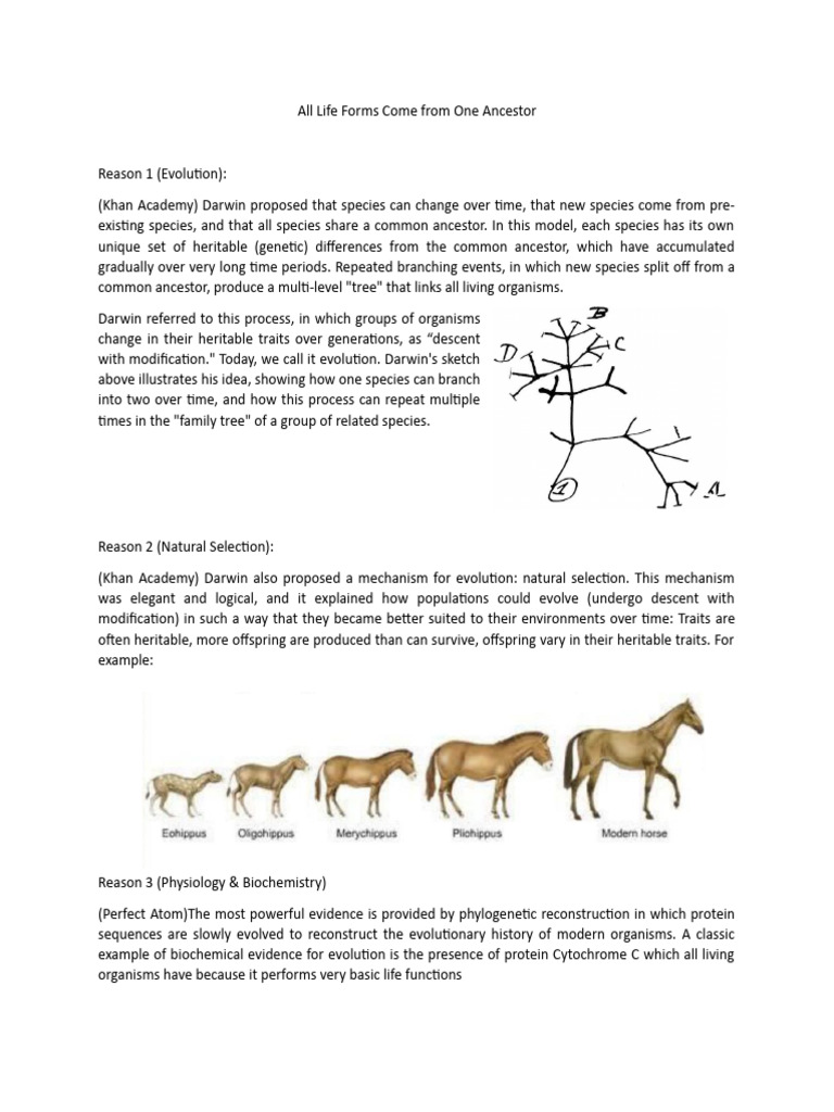 All Life Forms Come From One Ancestor | PDF | Evolution | Gene