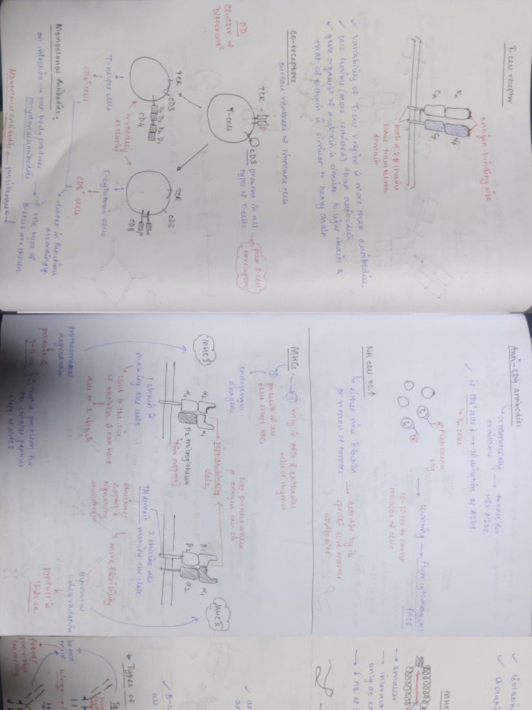 Immunology SKG | PDF