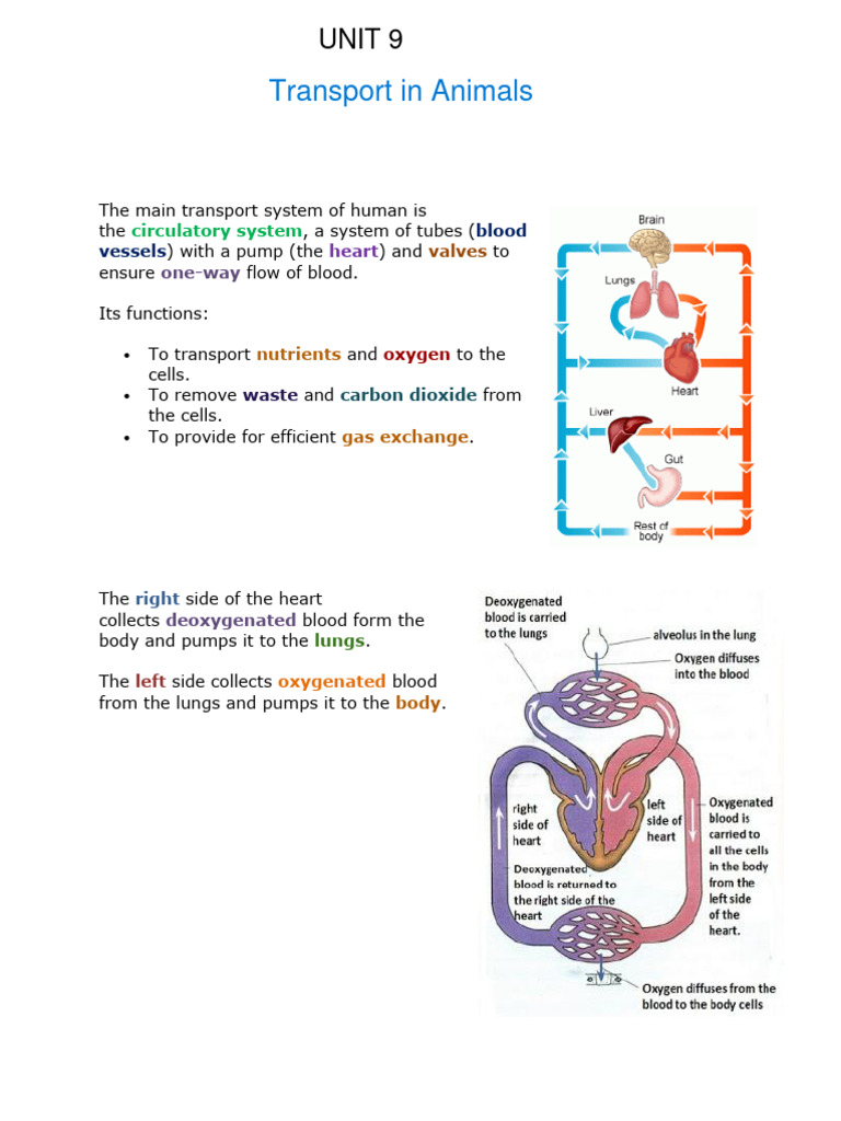 Unit 9 Transport in Animals Biology Notes | PDF | Heart | Lymphatic System