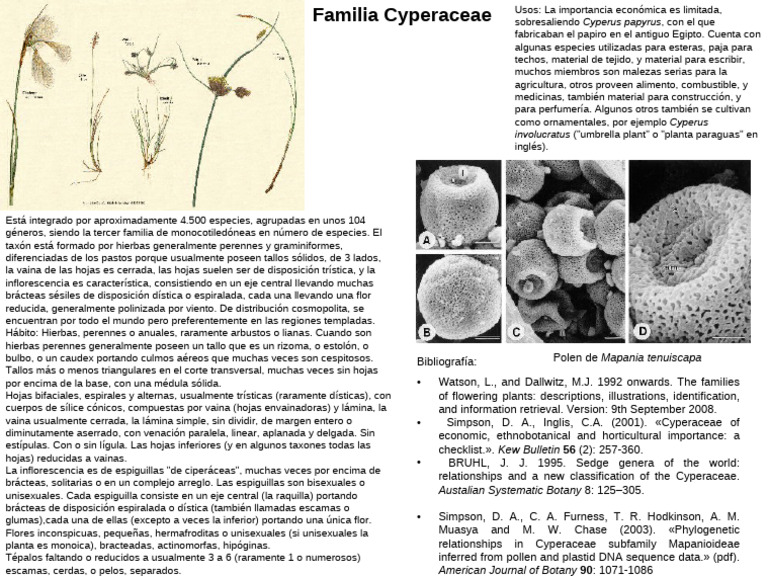 Características y Usos de Cyperaceae | PDF | Plantas | Botánica